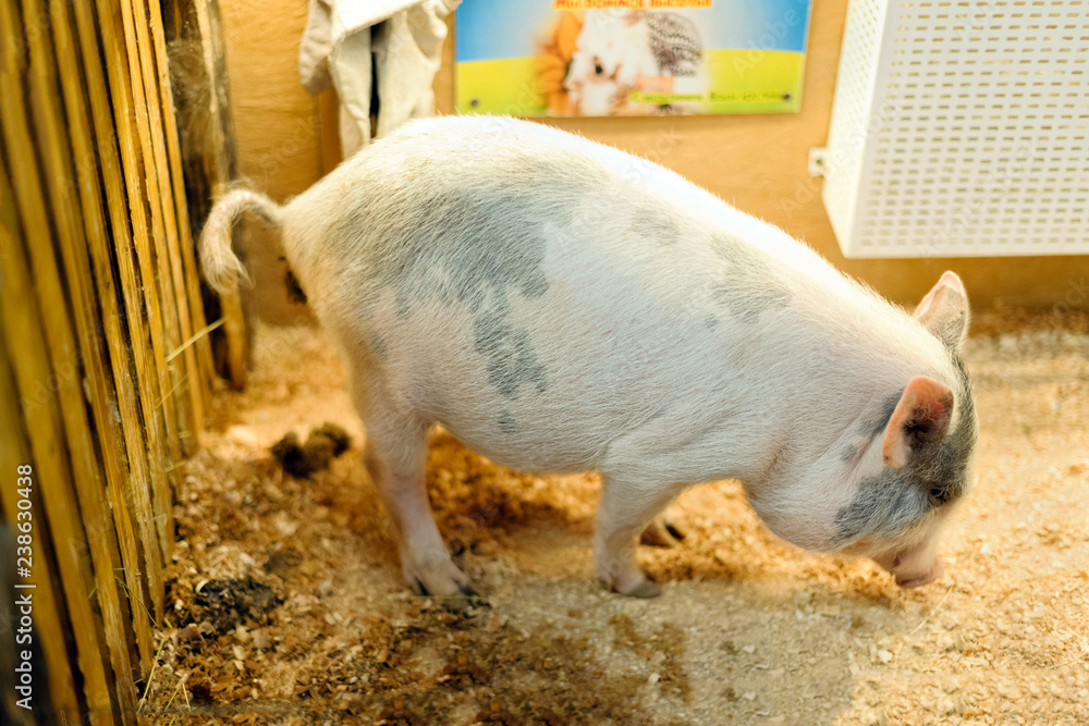 Decorative pig - mini pig - poops, animals in the contact zoo, helps ...