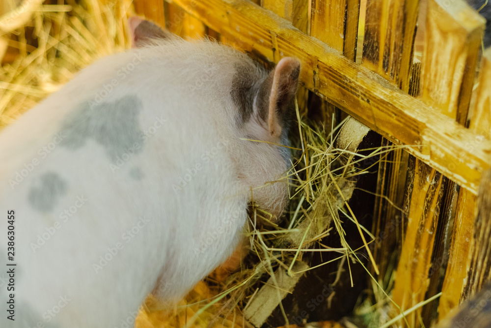 Decorative pig - mini pig - eagerly eats. animals in the contact zoo ...