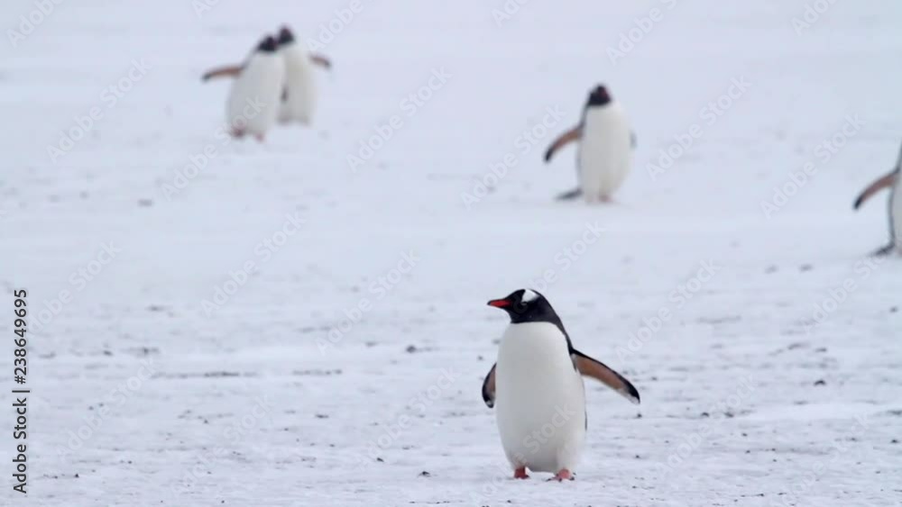 Penguins in the snow Gentoo penguin in the snow of Antarctica Stock ...