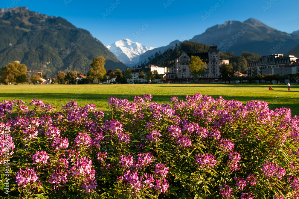 Switzerland Flowers