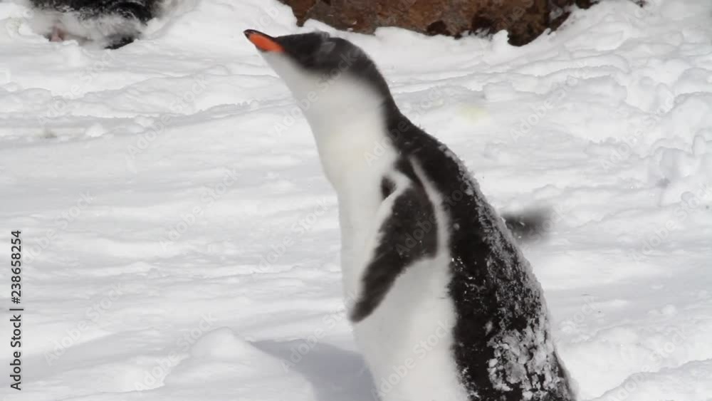 Penguin in the stormy weather Gentoo penguin in bad storm of Antarctica ...