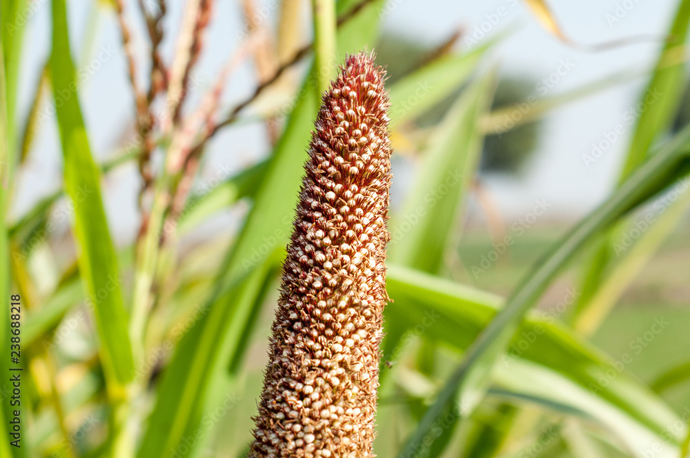 The pearl millet grass Stock Photo | Adobe Stock