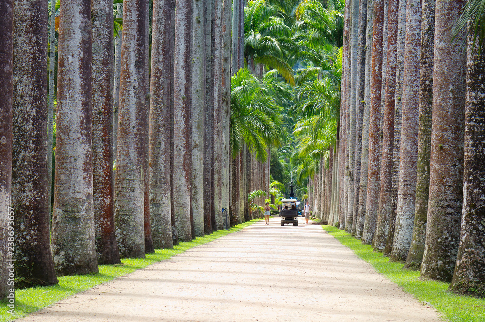 Rio de Janeiro, Brazil, Botanical garden. Royal palms. The main alley ...