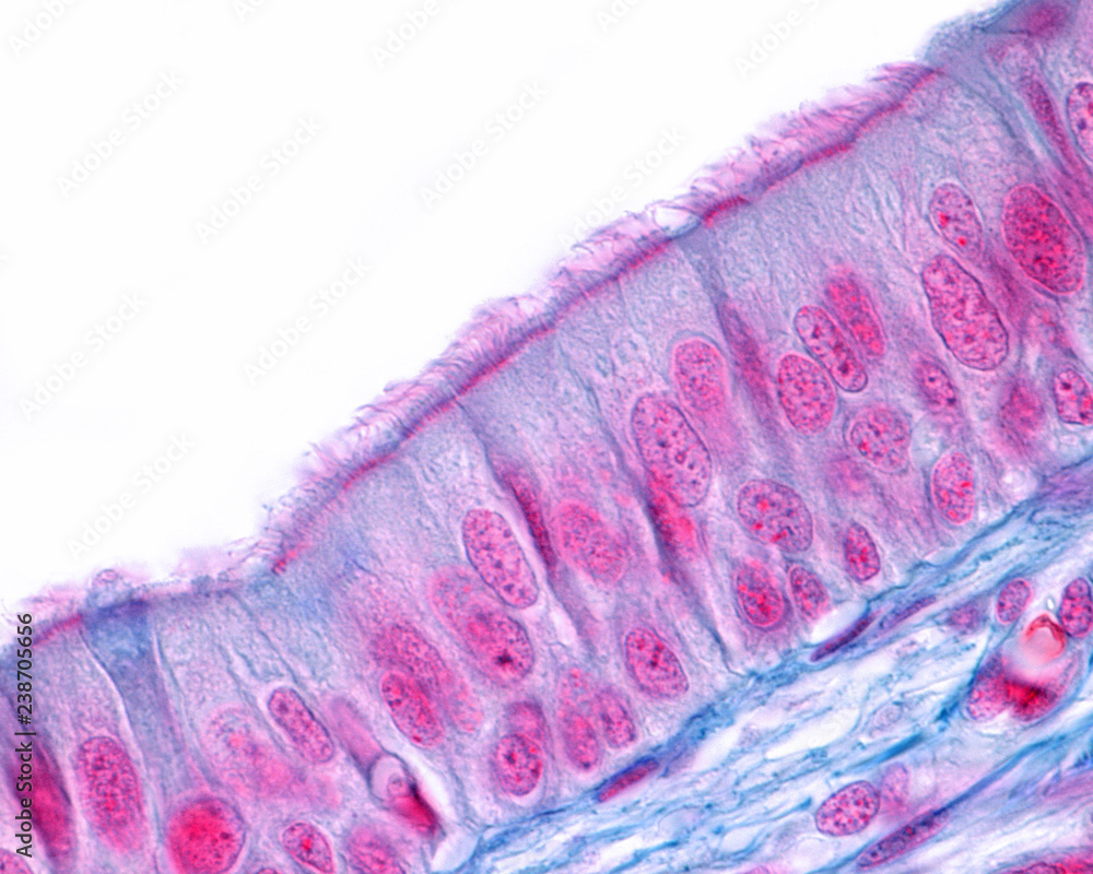 Ciliated pseudostratified columnar epithelium Stock Photo | Adobe Stock Ciliated pseudostratified columnar epithelium Stock Photo | Adobe Stock