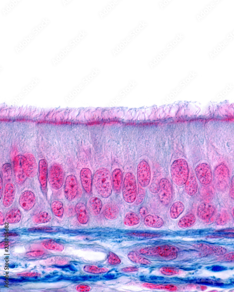 Nonciliated Pseudostratified Columnar Epithelium