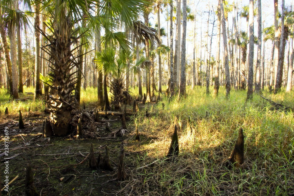 Florida Swamp Wilderness at Dawn, Primeval Forest Stock Photo | Adobe Stock