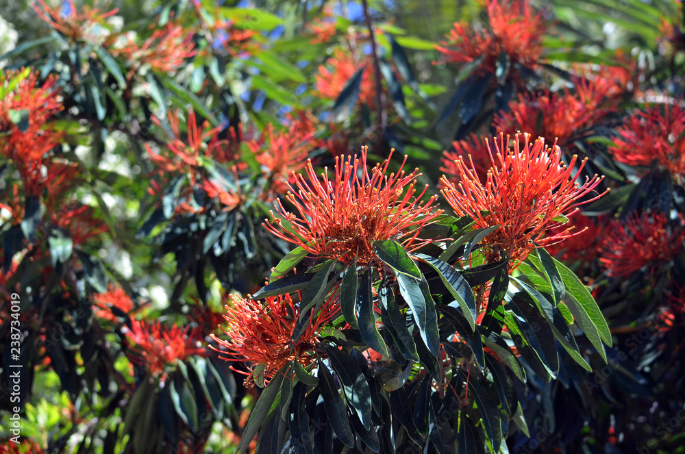 Bright red flowers of the Australian native Tree Waratah, Alloxylon ...