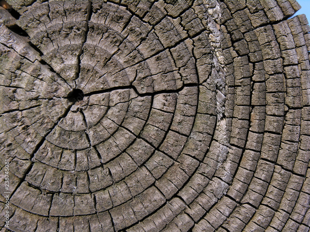 interno del tronco b Stock Photo | Adobe Stock