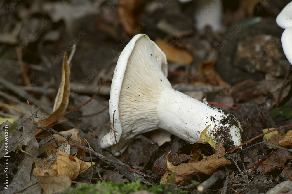 Leucopaxillus giganteus, commonly known as the giant leucopax or the ...