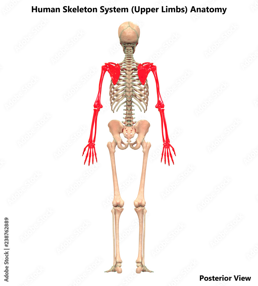 Human Skeleton System Upper Limbs Anatomy Stock Illustration | Adobe Stock