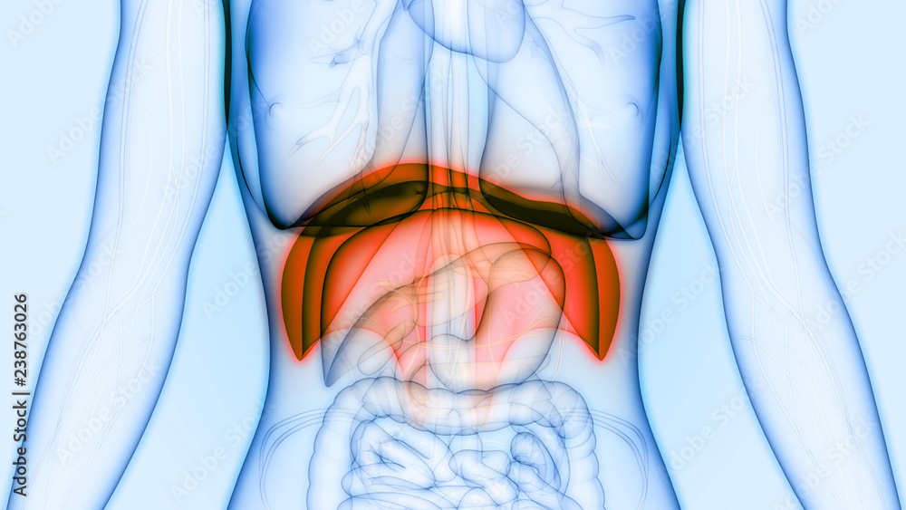 Human Diaphragm Anatomy Stock Illustration | Adobe Stock