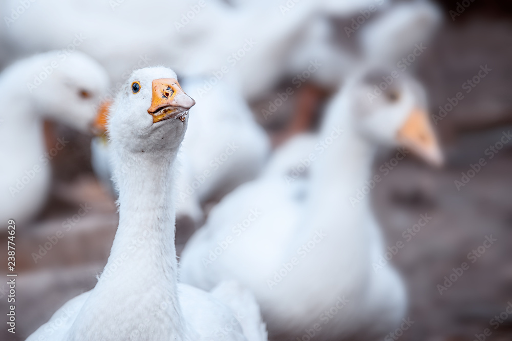 Bird breeding birds. Industrial farm with breeding geese. A flock of ...