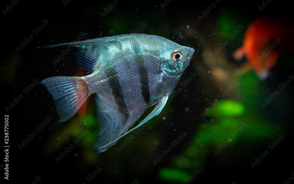 Angelfish freshwater aquarium fish Stock Photo | Adobe Stock
