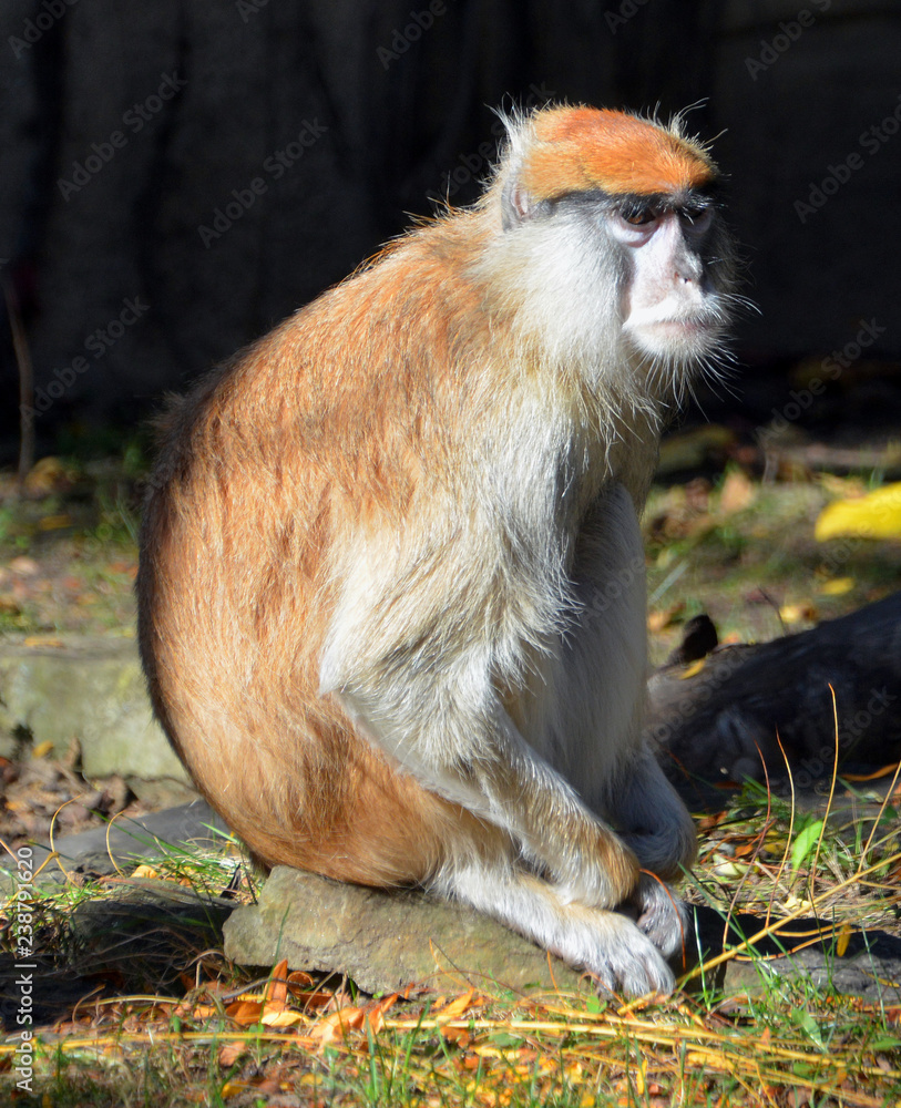 The patas monkey (Erythrocebus patas), also known as the wadi monkey or ...