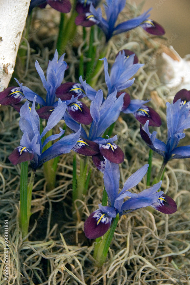 Iris Reticulata Stock Photo | Adobe Stock