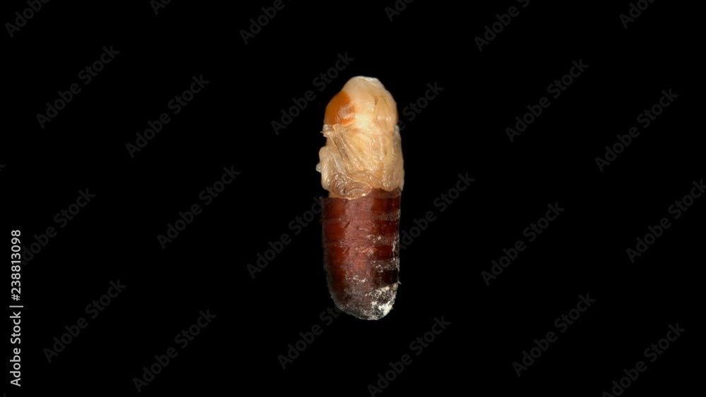 a fly pupa in a section shows the development of a fly larva inside on ...