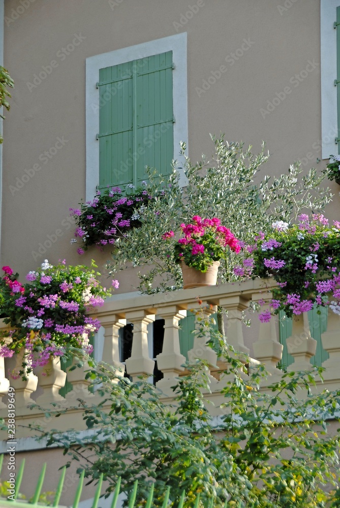 Pelargonium Peltatum - Geranium Lierre Stock Photo | Adobe Stock