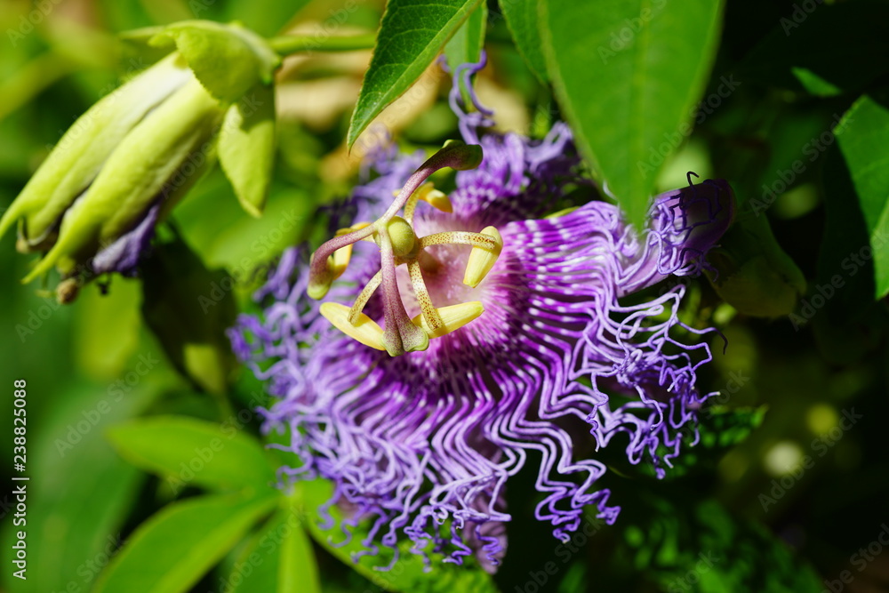 Purple and white flower of the passiflora caerulea vine Stock Photo ...