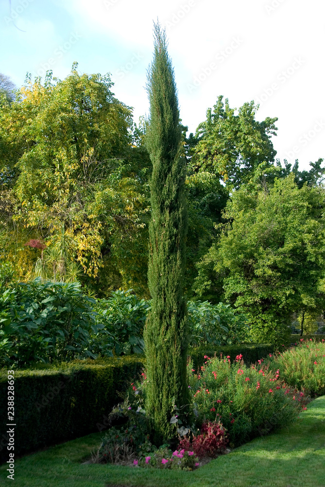 Cupressus Sempervirens - Cypres De Provence Stock Photo | Adobe Stock