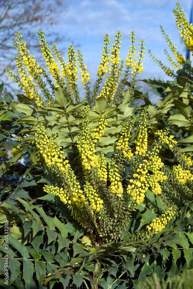 Fascinating Mahonia Winter Sun Photos