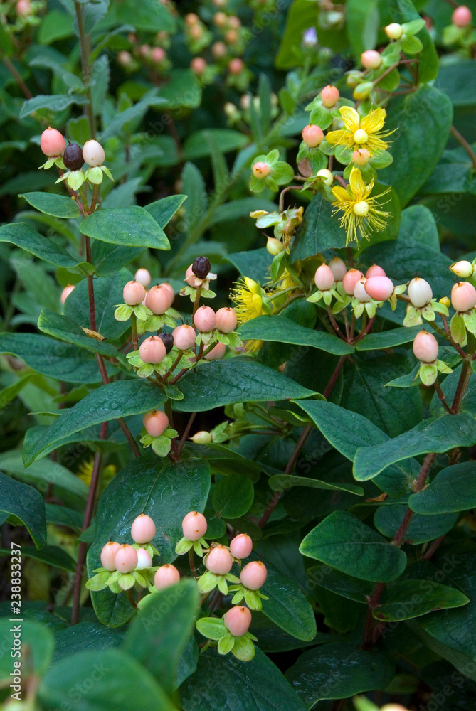 Hypericum Inodorum Baie De Rosee Stock Photo | Adobe Stock