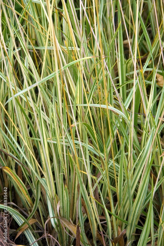 Molinia Caerulea Variegata Stock Photo | Adobe Stock