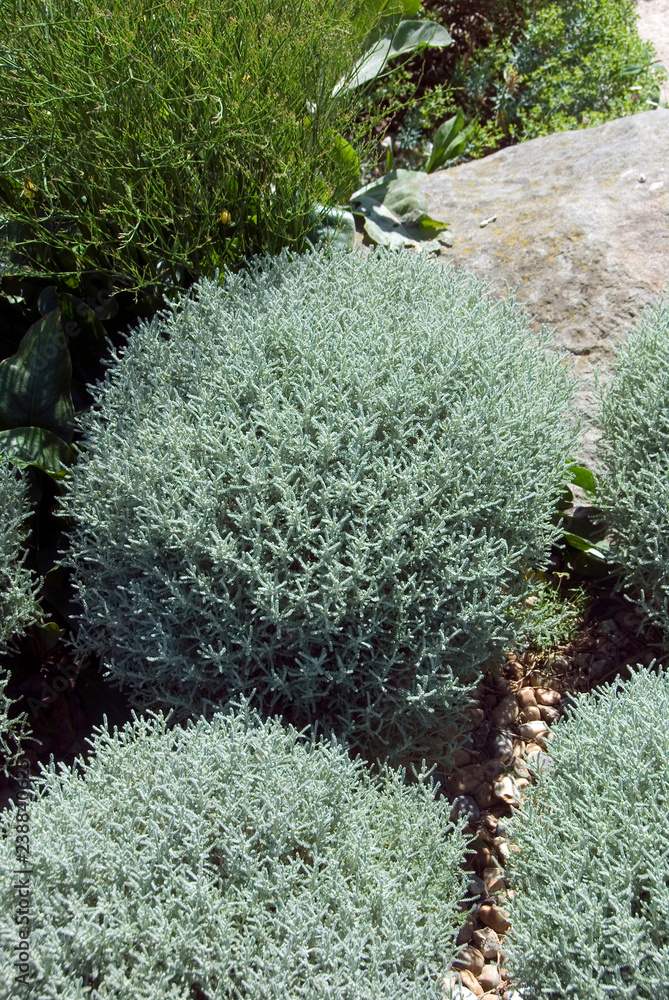 Santolina Chamaecyparissus Stock Photo | Adobe Stock