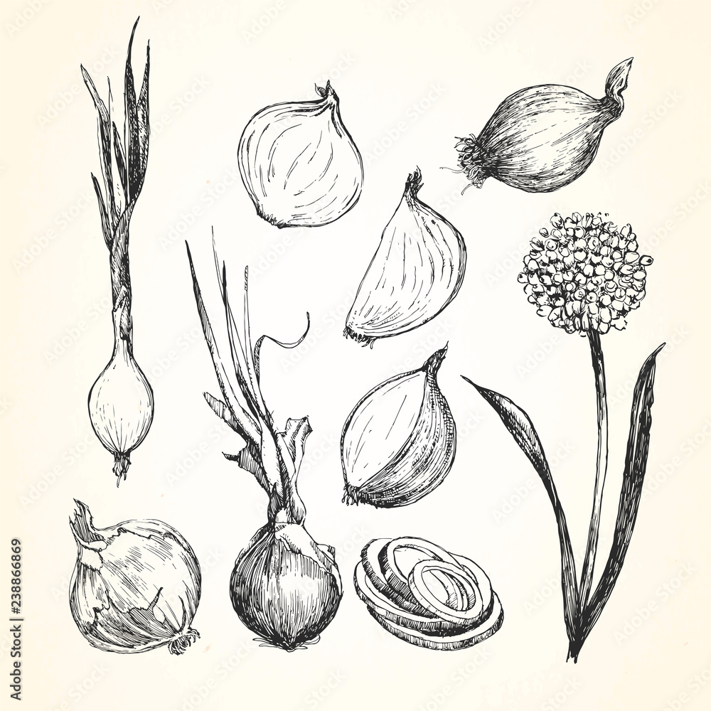 Hand-drawn illustration of Onion, vector Stock Vector | Adobe Stock