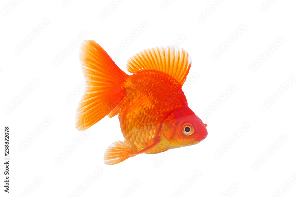Red Ryukin Goldfish
