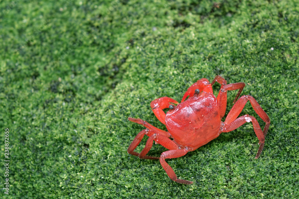 Red crab (Phricotelphusa limula)(Female) , One of world most beautiful ...