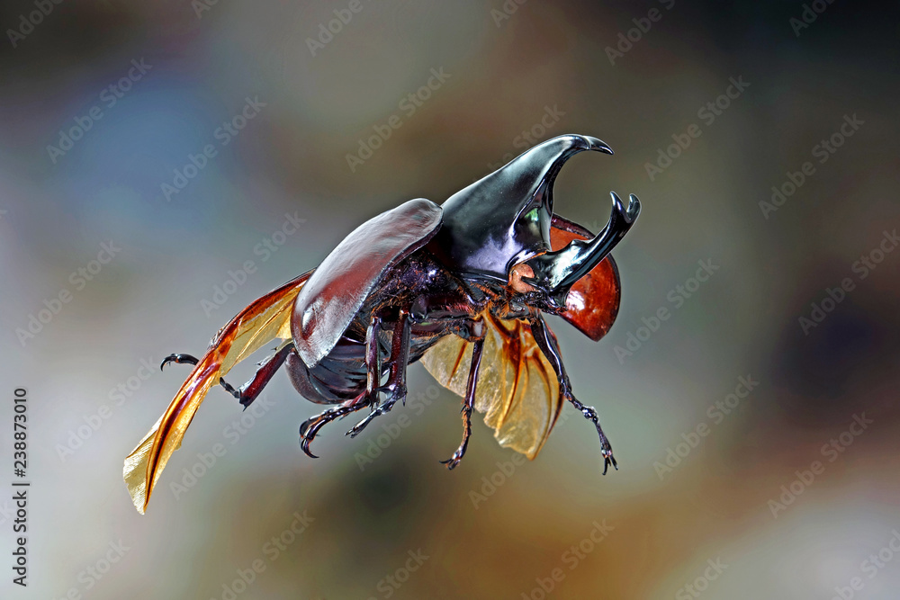 Rhinoceros Beetle Flying