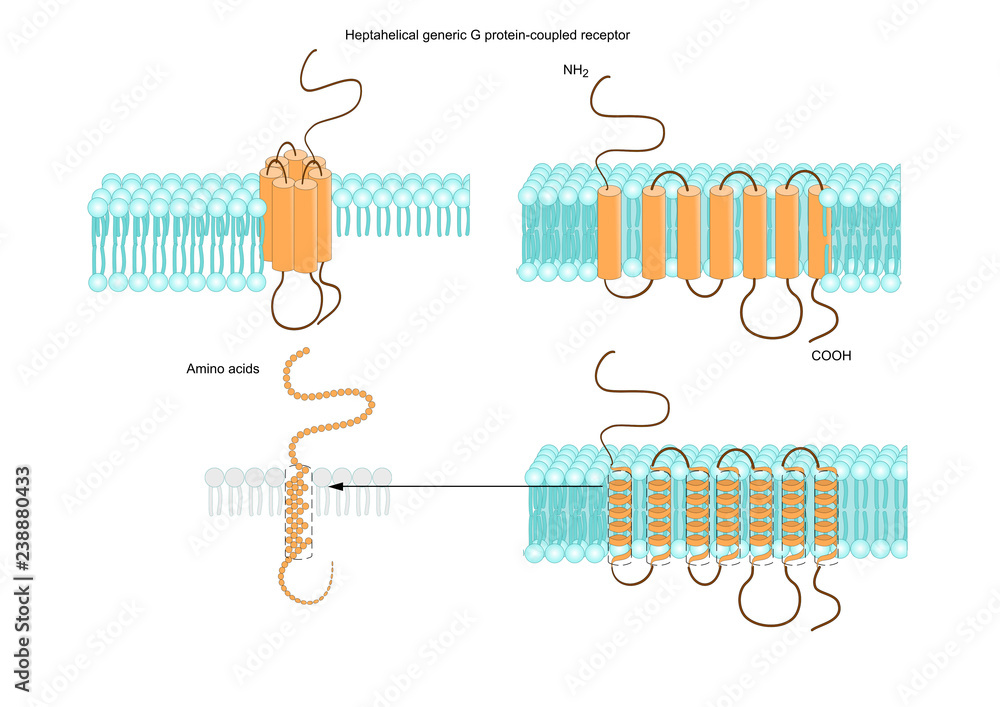 typical structure of a G protein-coupled receptor Stock Illustration ...