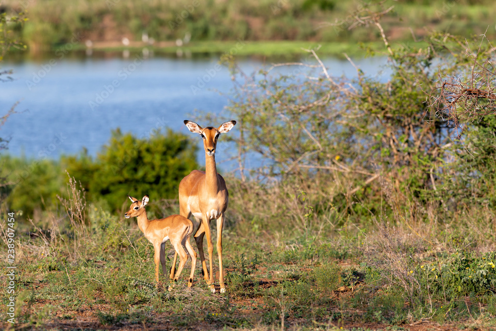imapala mother and baby at the border of the Sabie River in Kruger ...
