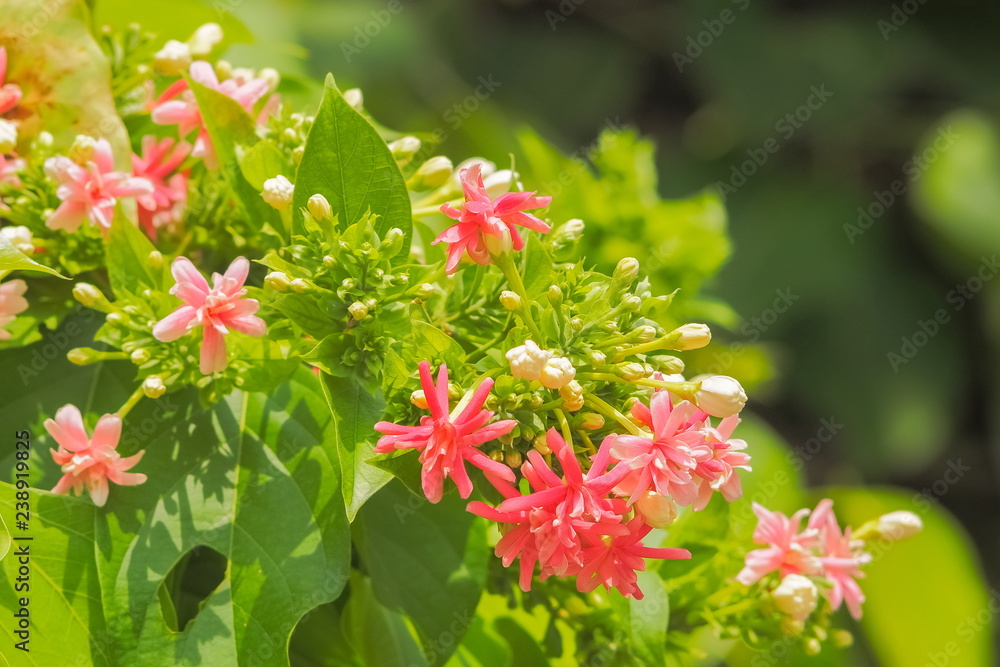 Beautiful Quisqualis indica known as the Chinese honeysuckle, Rangoon ...