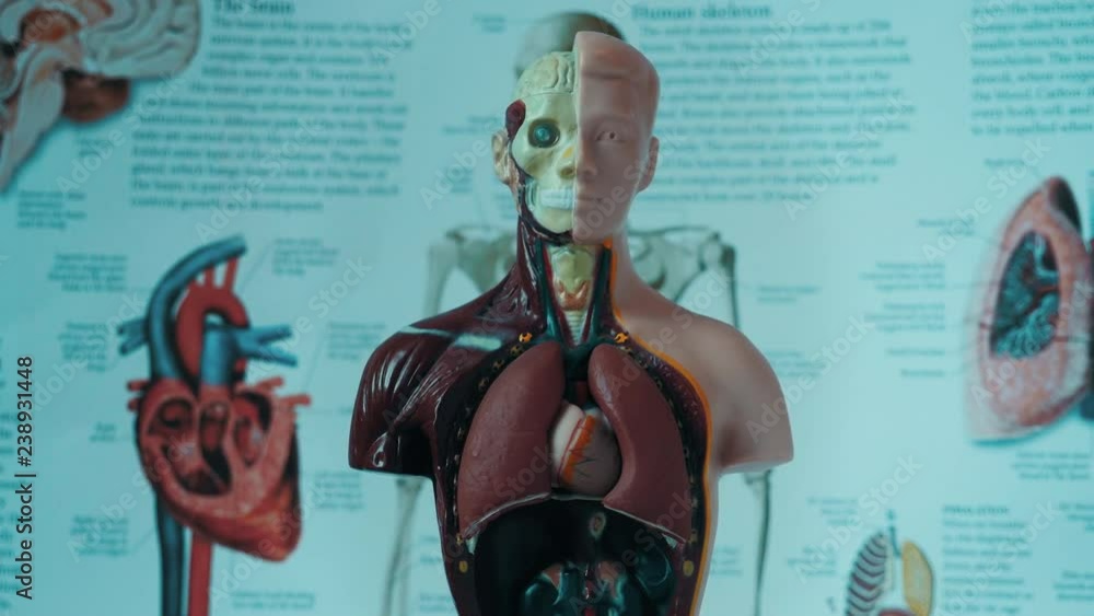 Human body in an anatomy classroom. Studying single body parts. Doctor ...