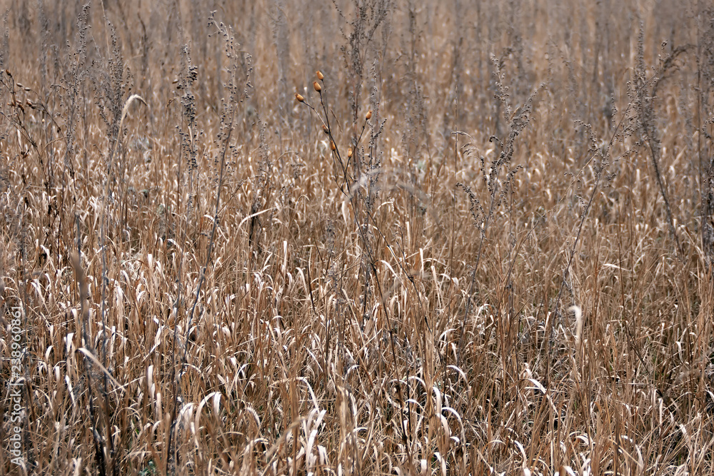 Hay Field Texture