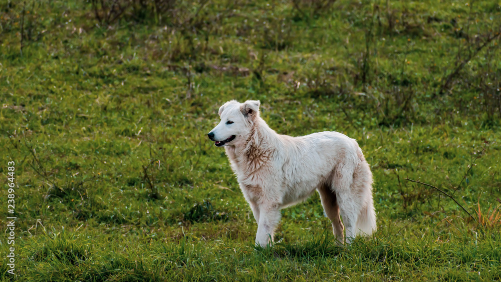 Italian Shepherd Dog