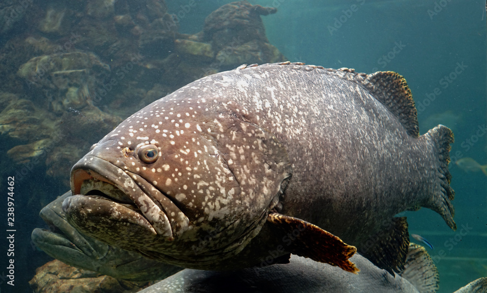 The Giant grouper, also known as the Brindlebass, Brown spot cod or ...