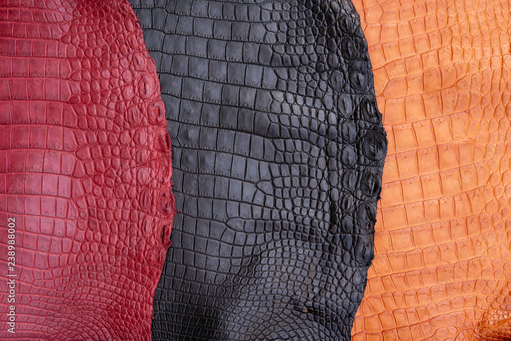 Close up of multi colour Crocodile,Alligator belly skin texture use for ...