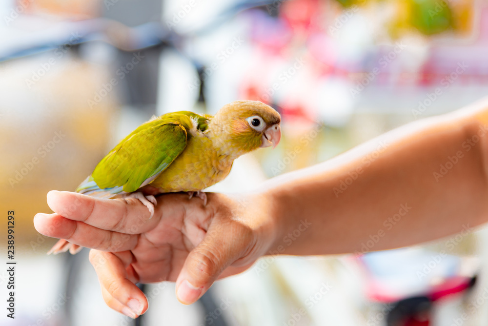 Conure is one of the species of parrot native to Latin America. From ...