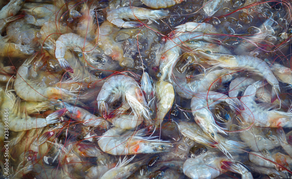 Fresh Shrimp On Ice