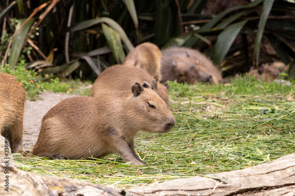 Capybara Eating Grass