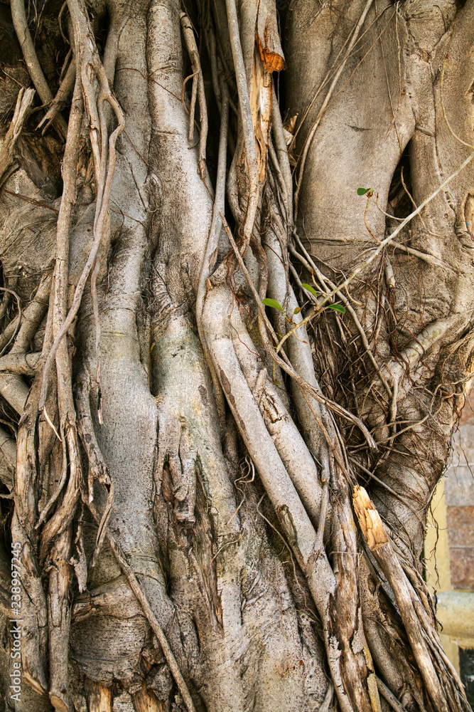 Banyan trees trunks with hanging roots close-up. Old trees tangled roots textured background ...