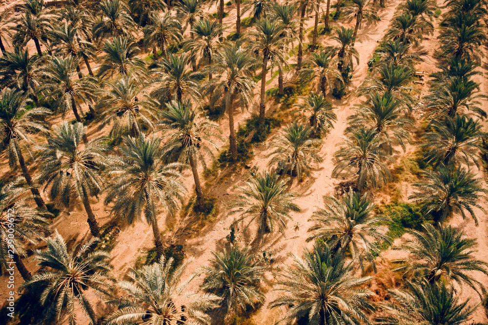 Plantation of date palms top view, aerial view.. Date palms have an ...