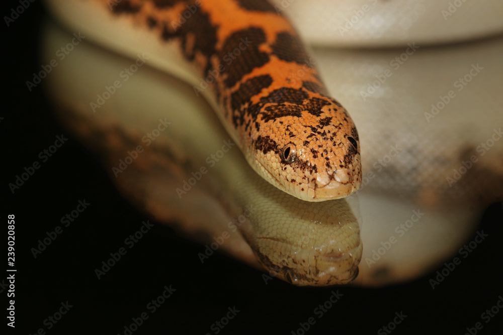 Kenyan sand boa on a close up horizontal picture with a black ...
