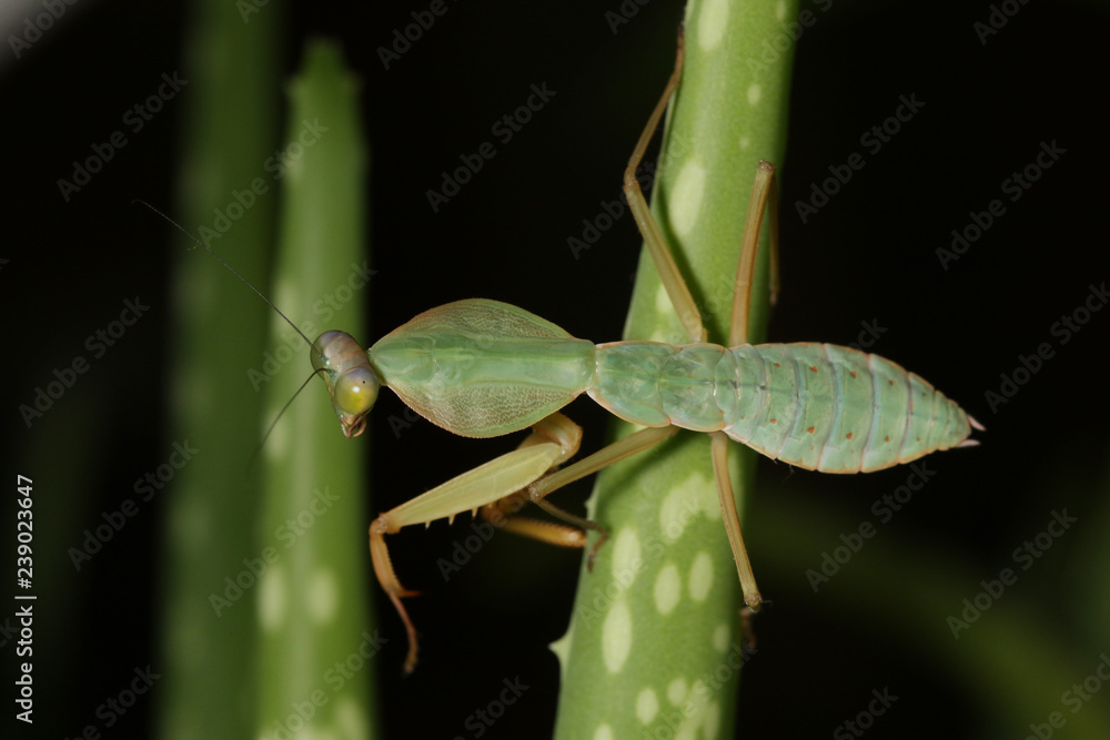Leaf-mimicking praying mantis sitting on a vegetation. A a close up ...