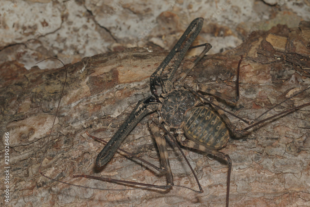 Male of the tailless whip scorpion or also called whip spider sitting ...