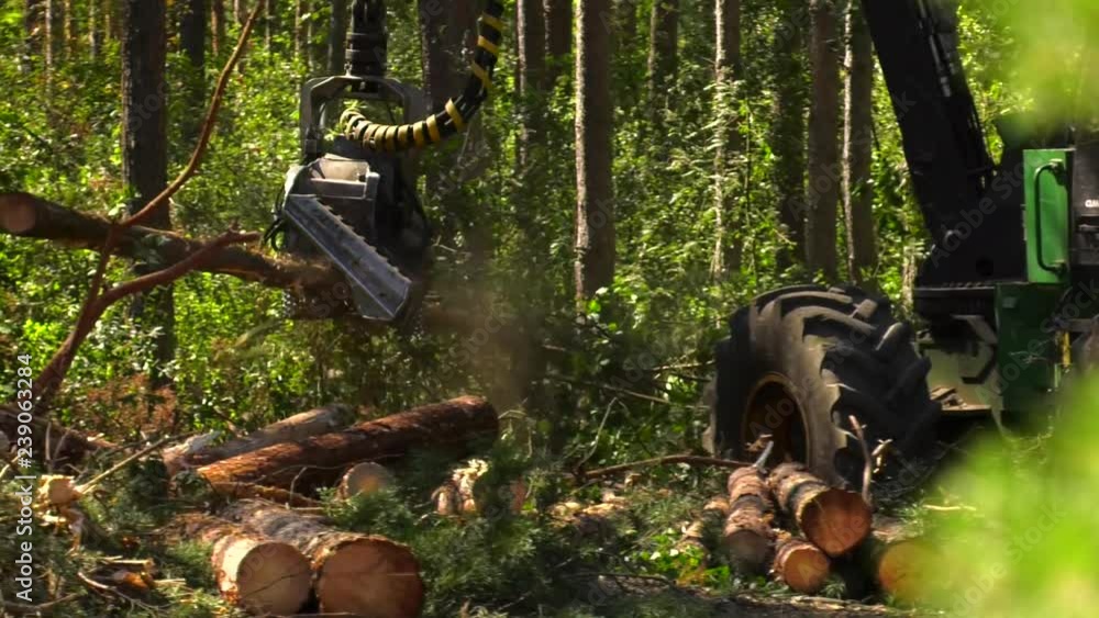 Forestry equipment making deforestation coniferous forest. Logging ...