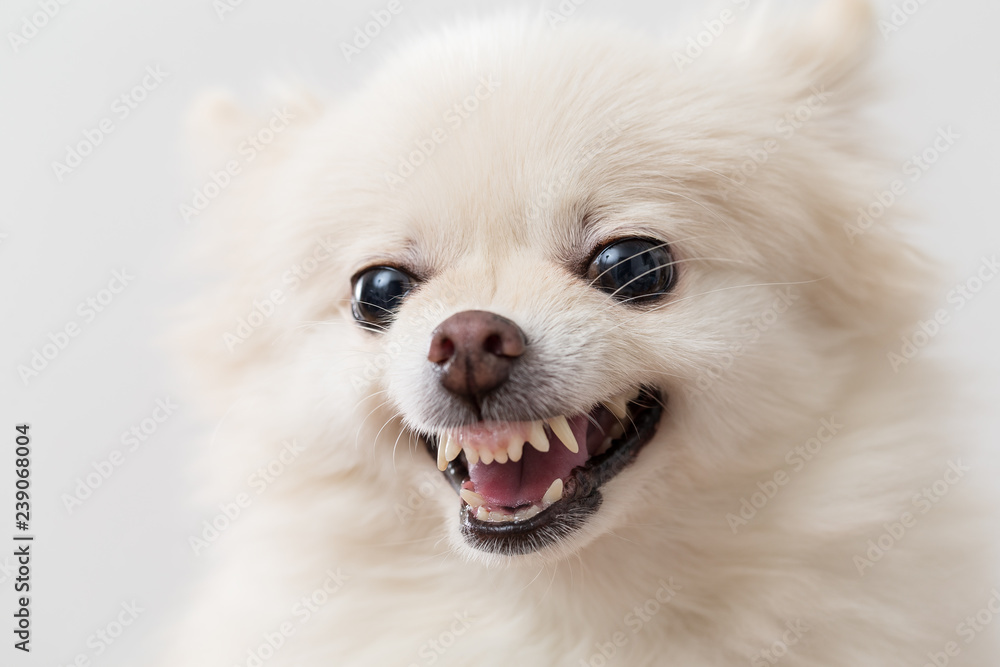 Angry white Pomeranian dog Stock 写真 | Adobe Stock