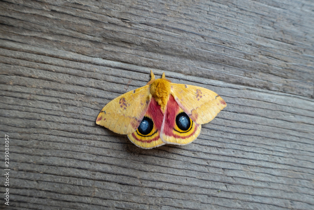 Io Moth Automeris io American moth revealing its eye marking scare off ...